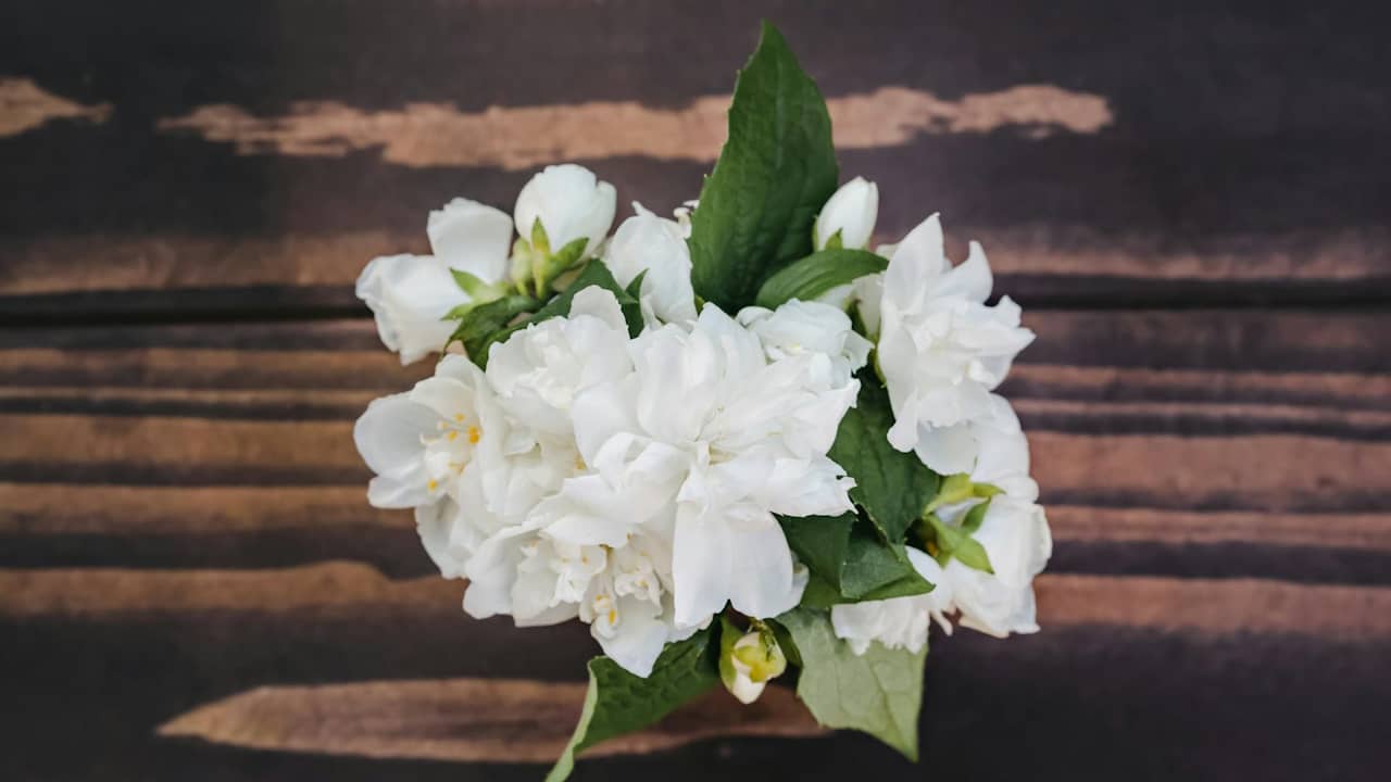 Comment cultiver le jasmin en intérieur