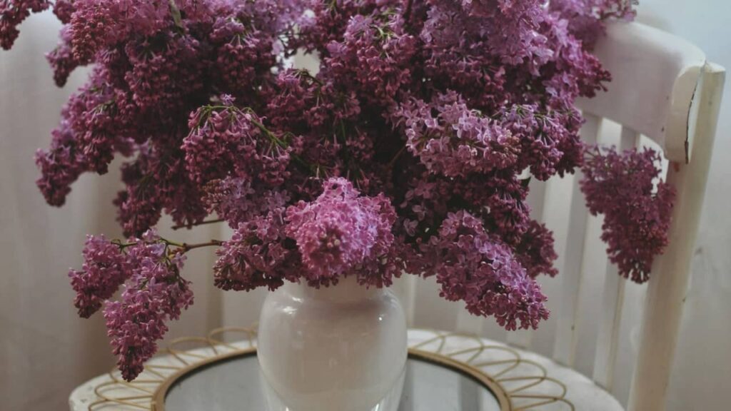 Comment cultiver et entretenir le lilas des Indes
